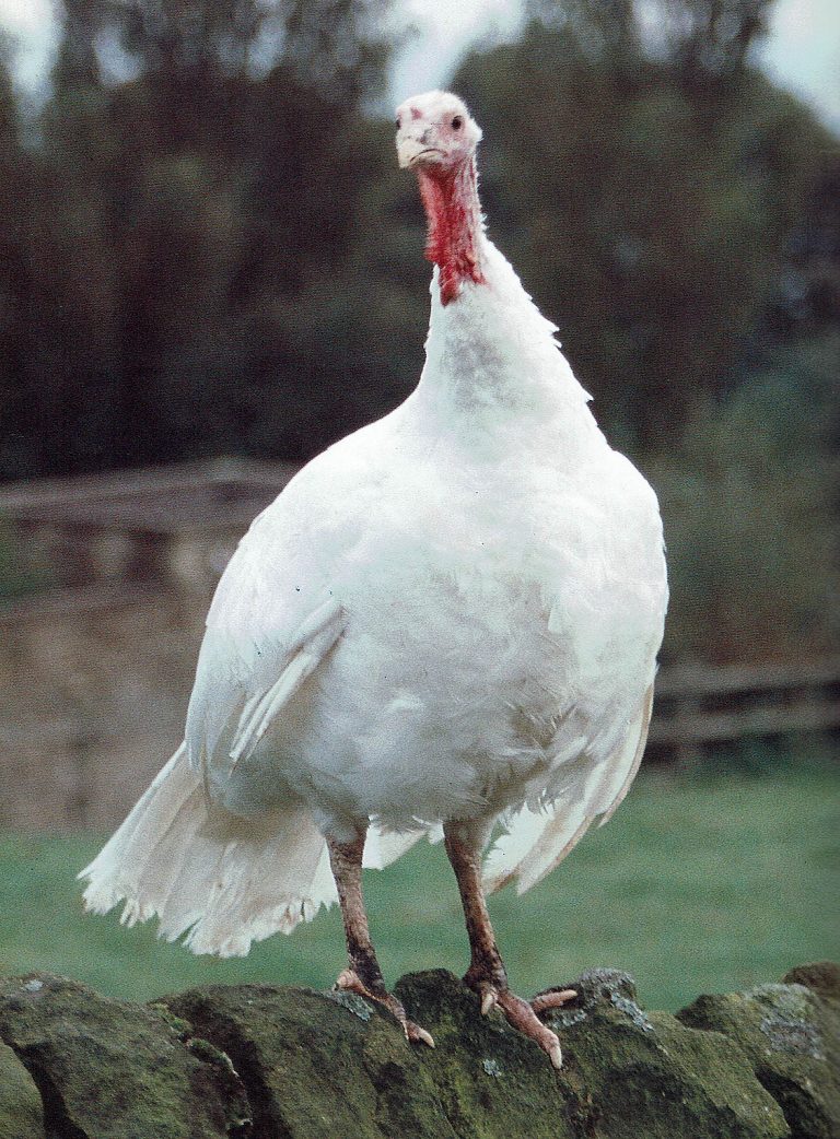 Breed Standards – Turkey Club